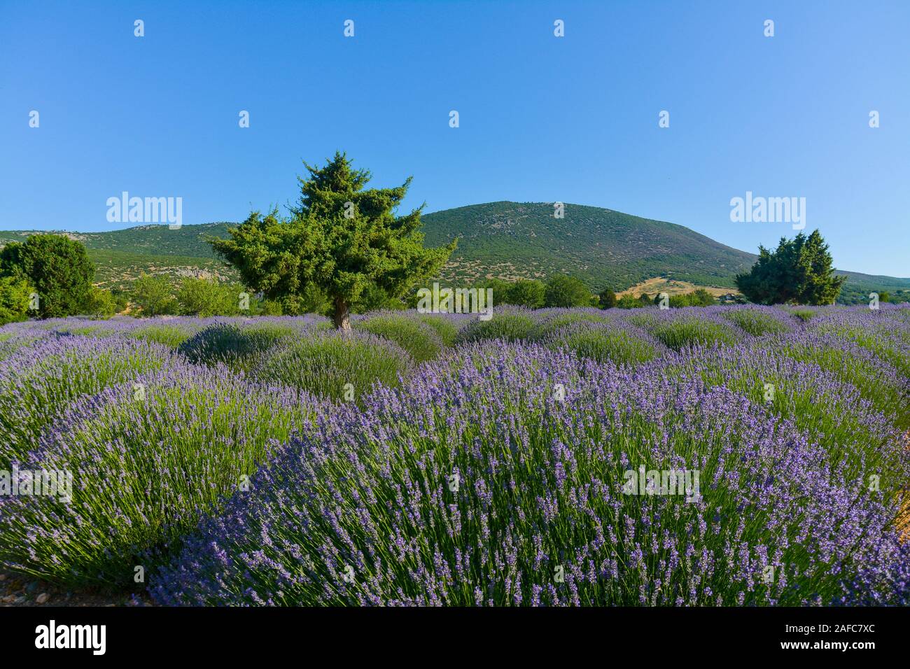lavender field and one tree Stock Photo - Alamy