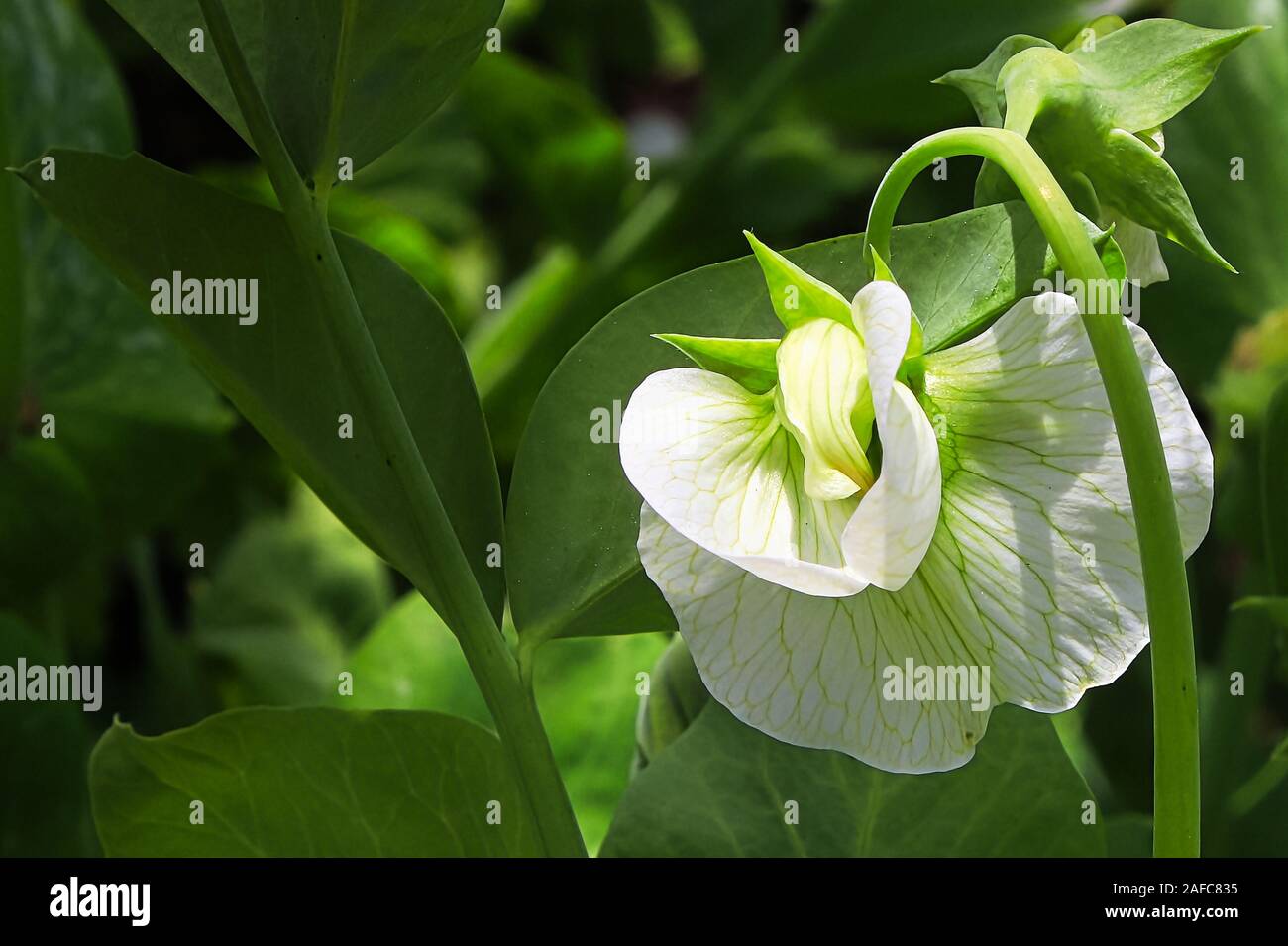 Detailed macro view of the wing petals on a pea blossom Stock Photo - Alamy
