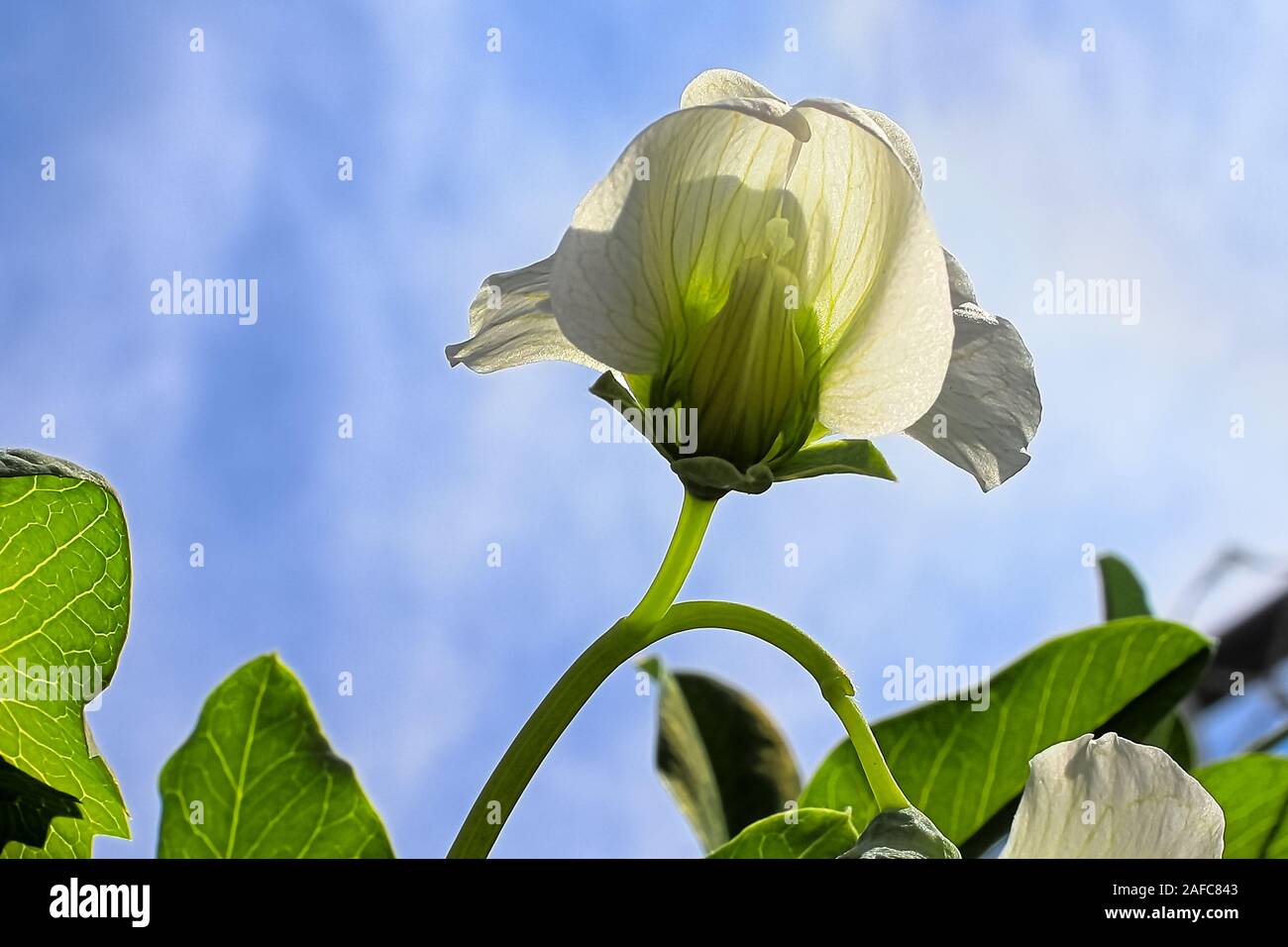 The semi-transluscent pea flower against the blue sky Stock Photo - Alamy