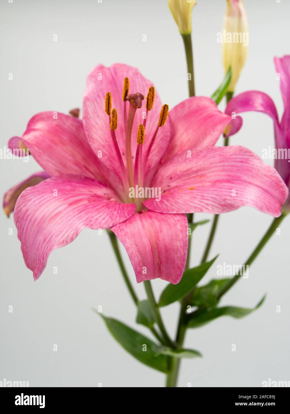 Pink Lilium High Resolution Stock Photography and Images - Alamy