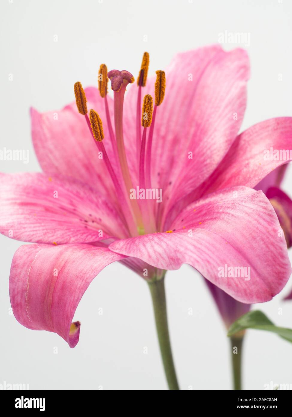 Pink Lilium High Resolution Stock Photography and Images - Alamy