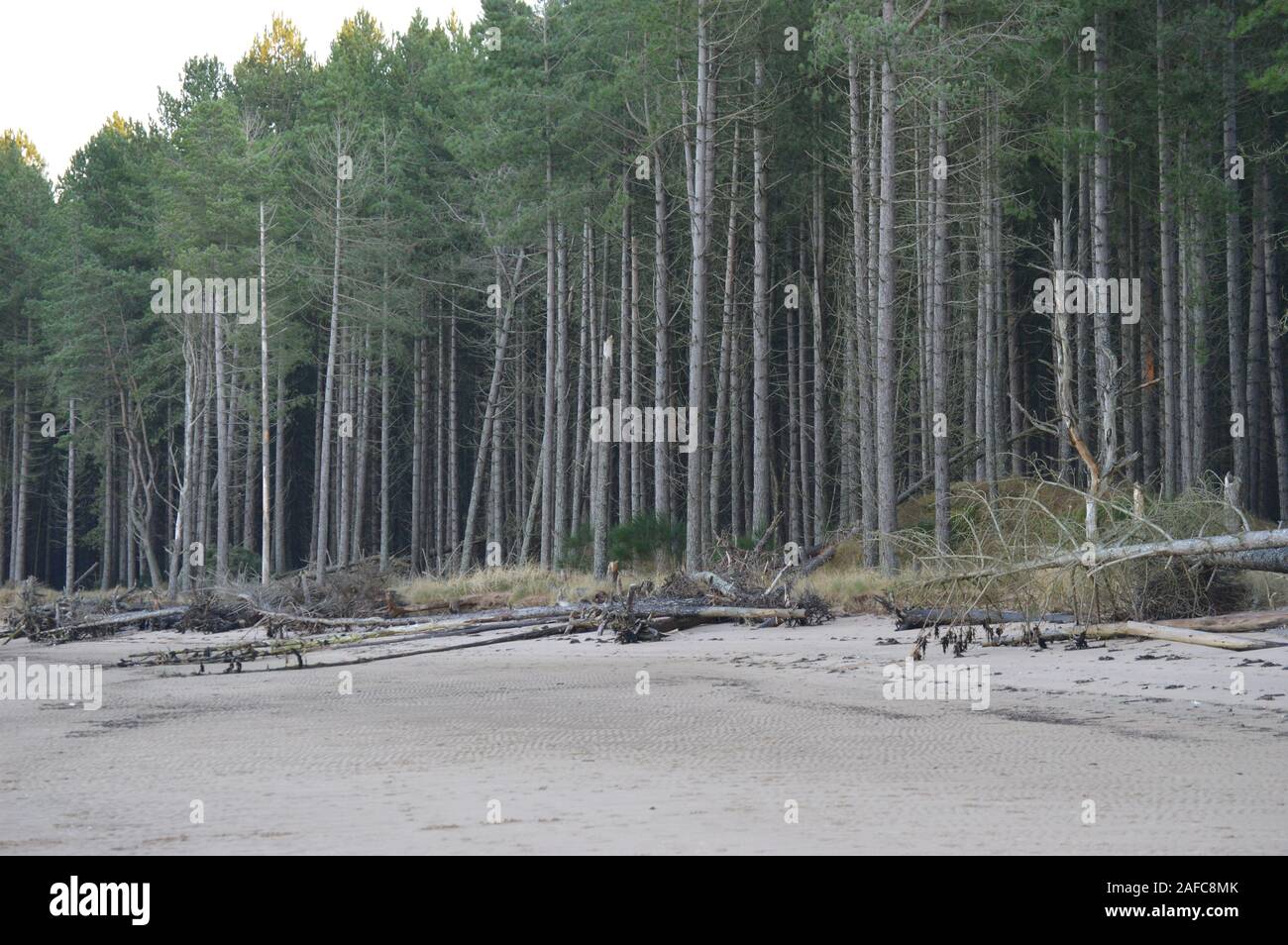 Edge of the forest undermined by shifting sands at Tentsmuir Forest ...