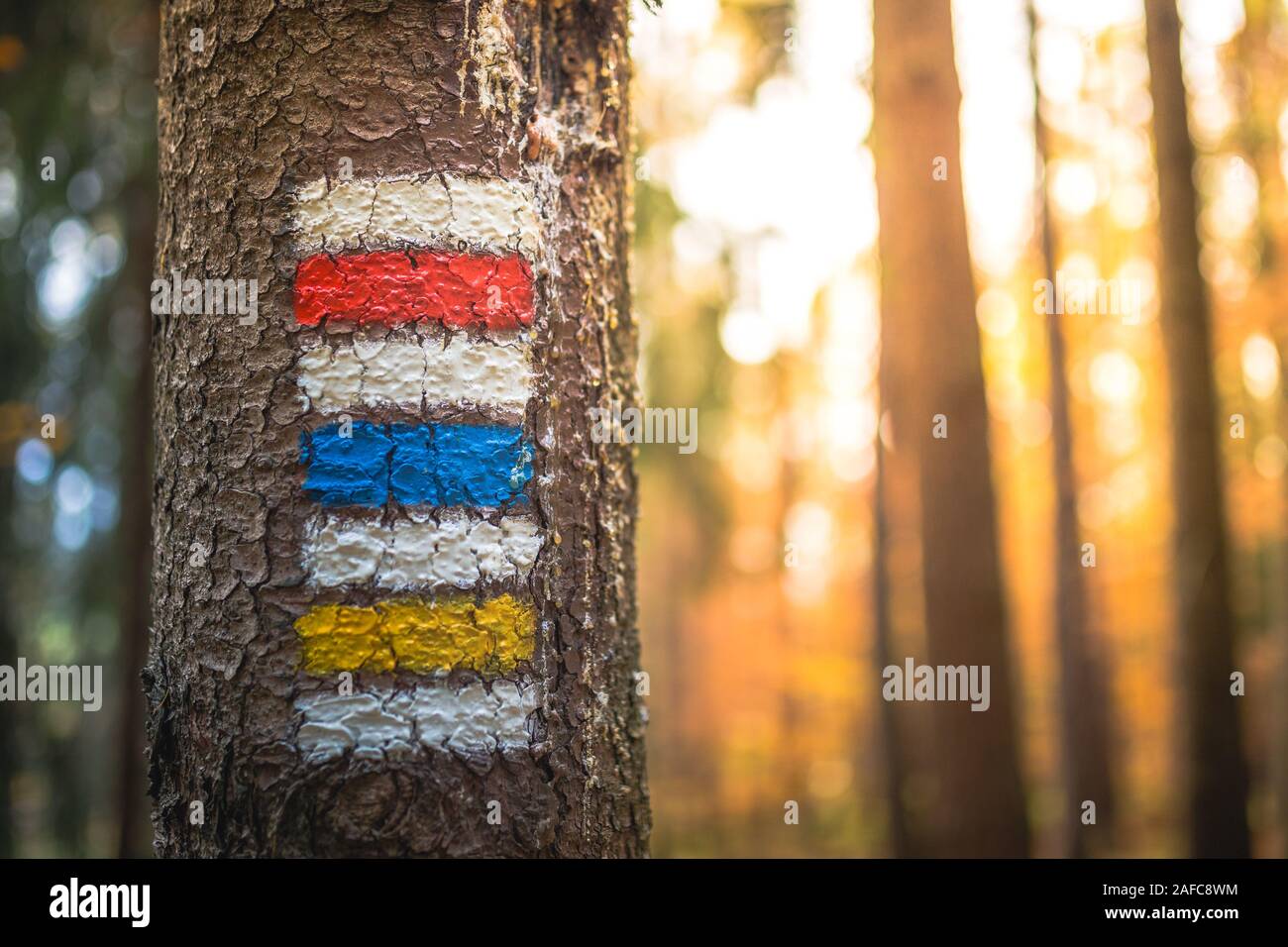 Marking the tourist route painted on the tree. Travel route sign ...