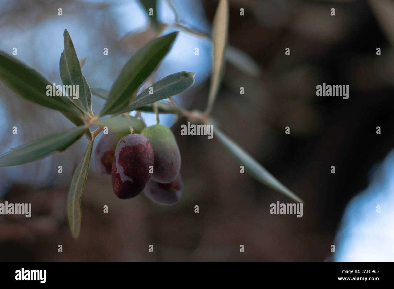 Detail of natural olive tree branch Stock Photo - Alamy