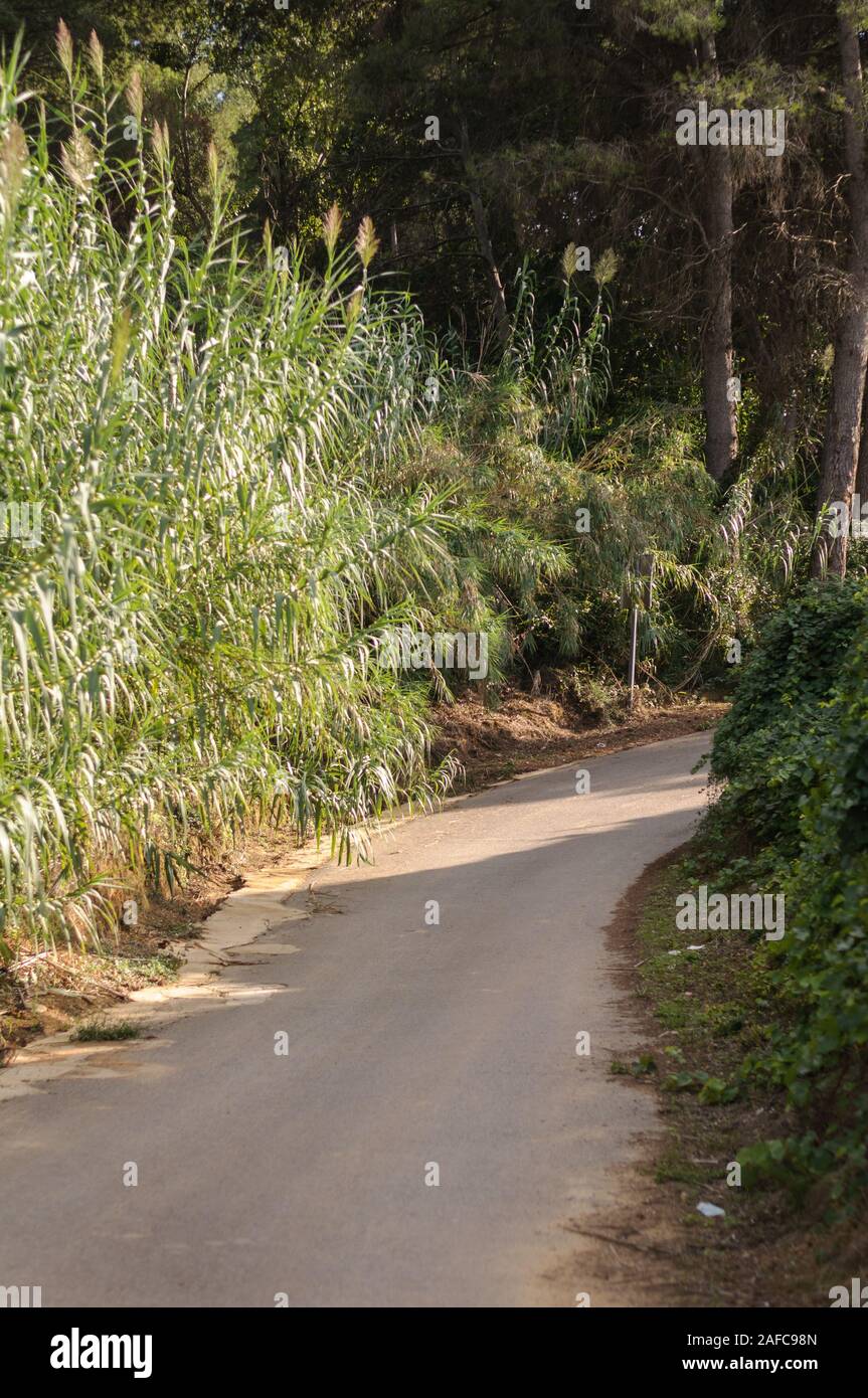 a winding narrow path in the forest Stock Photo - Alamy