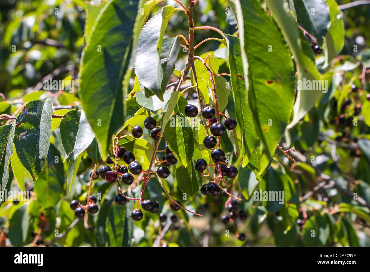 Close look over Rum cherry (Prunus serotina Ehrh.) plant Stock Photo ...
