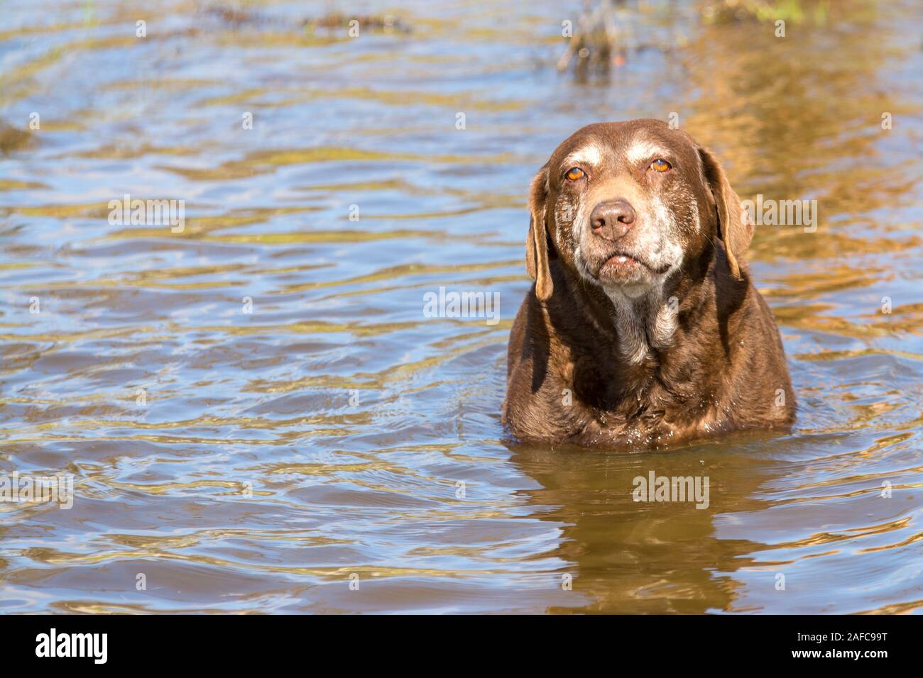 Old chocolate labrador dog sitting in pond water Stock Photo - Alamy