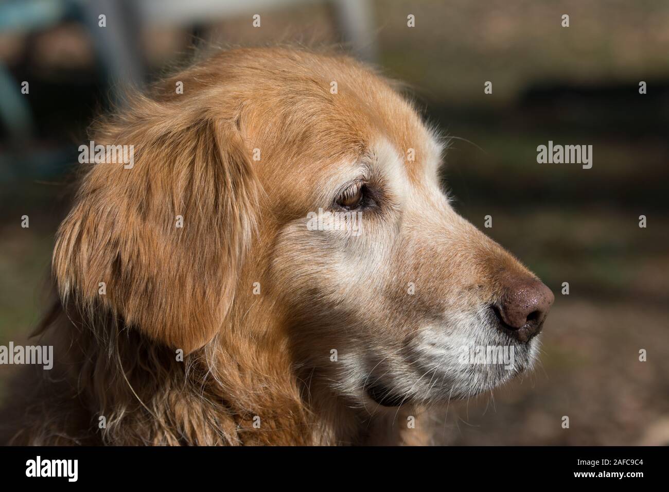 Old senior Golden retriever dog portrait headshot Stock Photo - Alamy