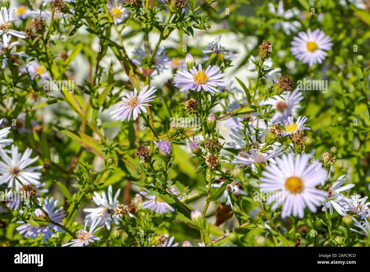 Close look over Michaelmas daisy (Symphyotrichum lanceolatum) flower ...