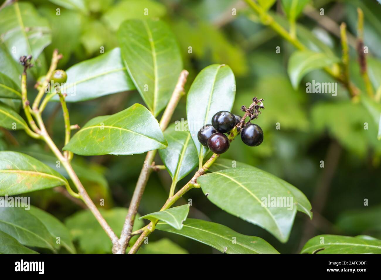 Close look over Cherry-laurel fruit (Prunus laurocerasus Stock Photo ...