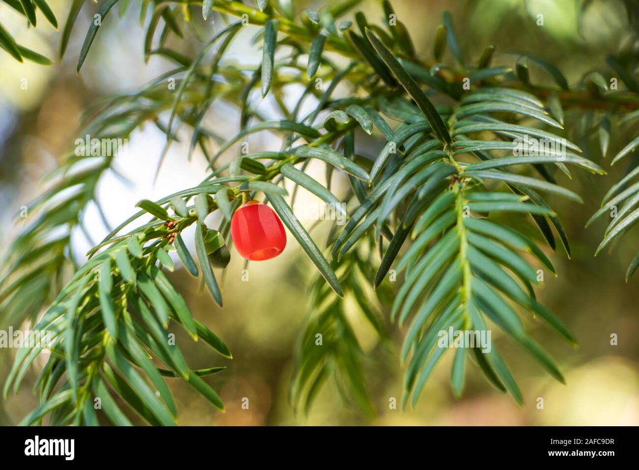 Close look over Yew fruit (Taxus baccata Stock Photo - Alamy