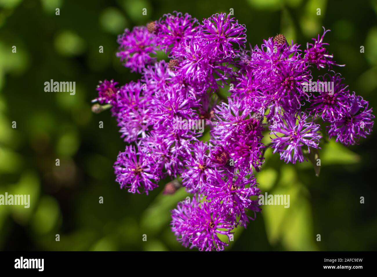 Ironweed hi-res stock photography and images - Alamy