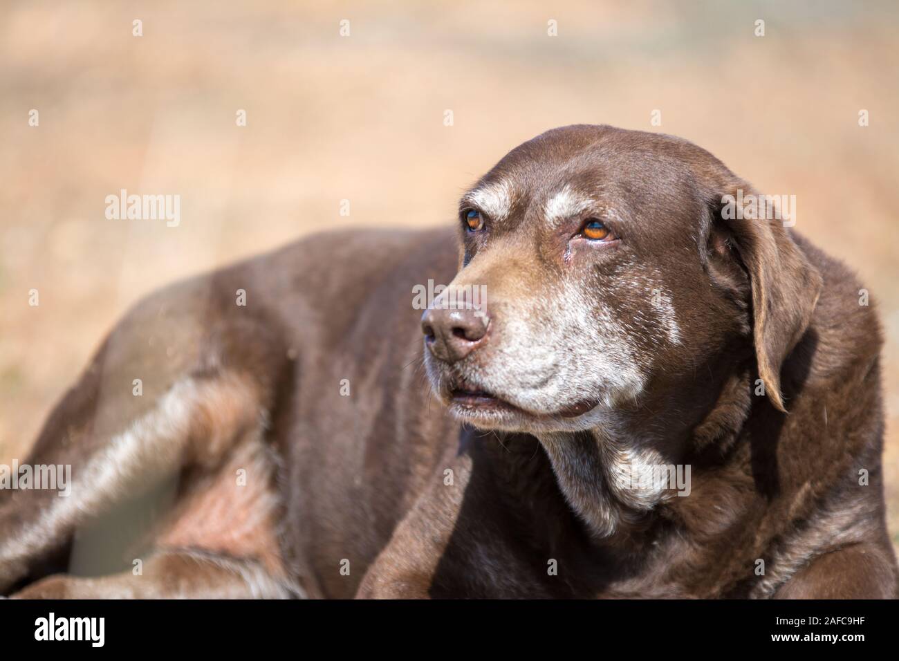 Old chocolate labrador retriever dog laying down Stock Photo - Alamy