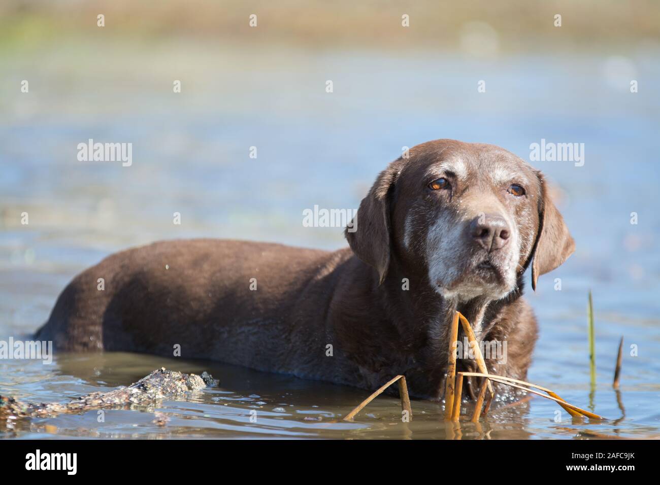 Chocolate labrador dog sitting hi-res stock photography and images - Alamy