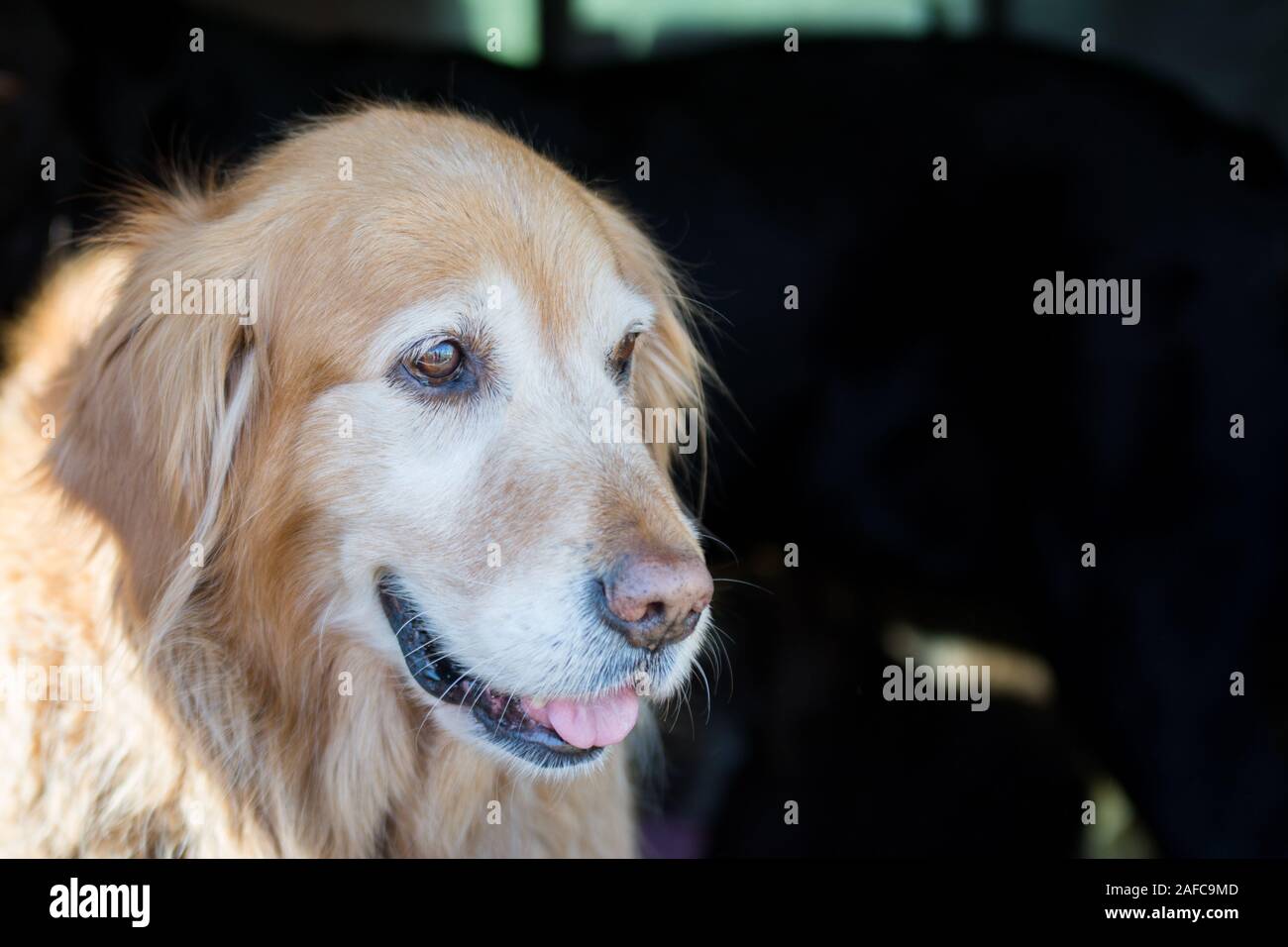 Senior Golden Retriever Stock Photos & Senior Golden Retriever Stock ...