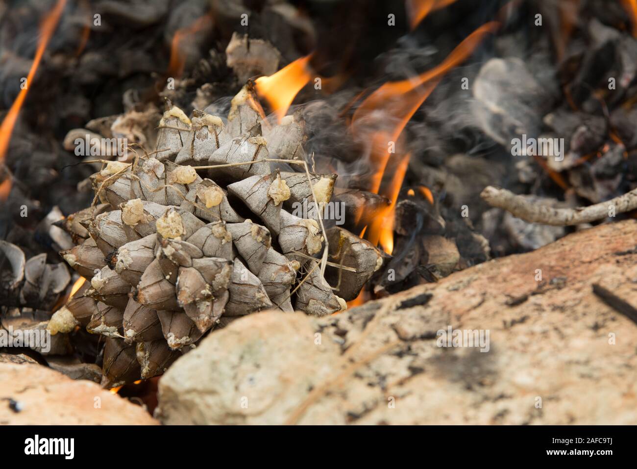 Burning pine cones fire fuel smoke Stock Photo - Alamy
