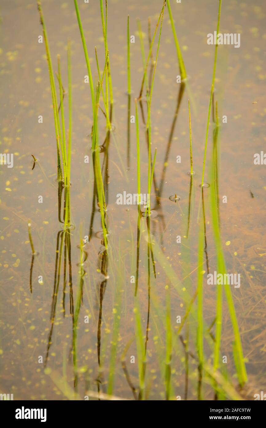 Reed growing hi-res stock photography and images - Alamy