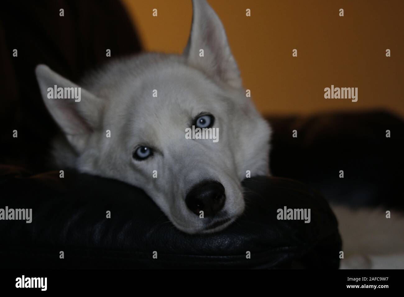 Siberian husky dog isolated on gray. Portrait confused funny sled-dog ...