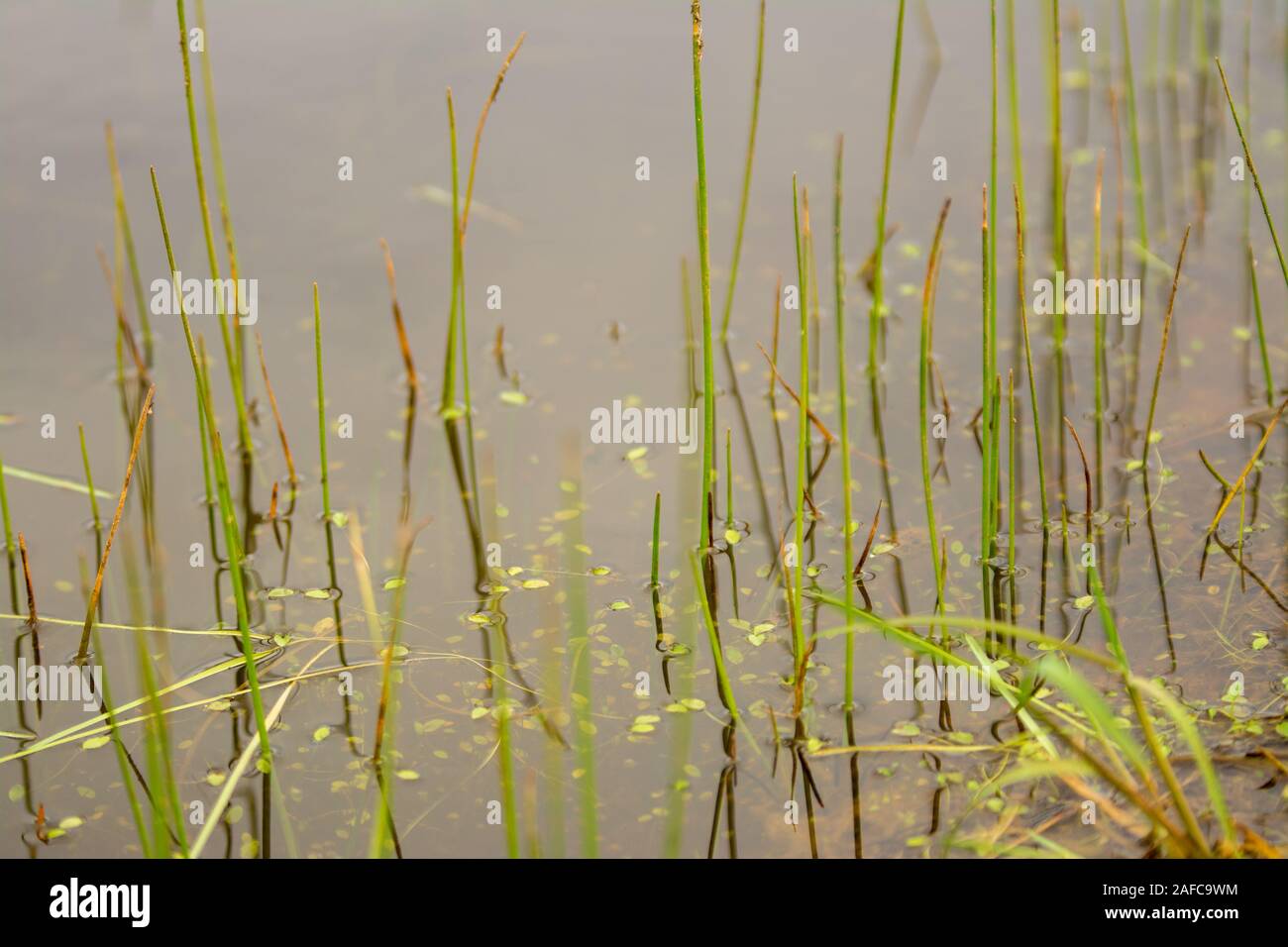 Reed growing hi-res stock photography and images - Alamy