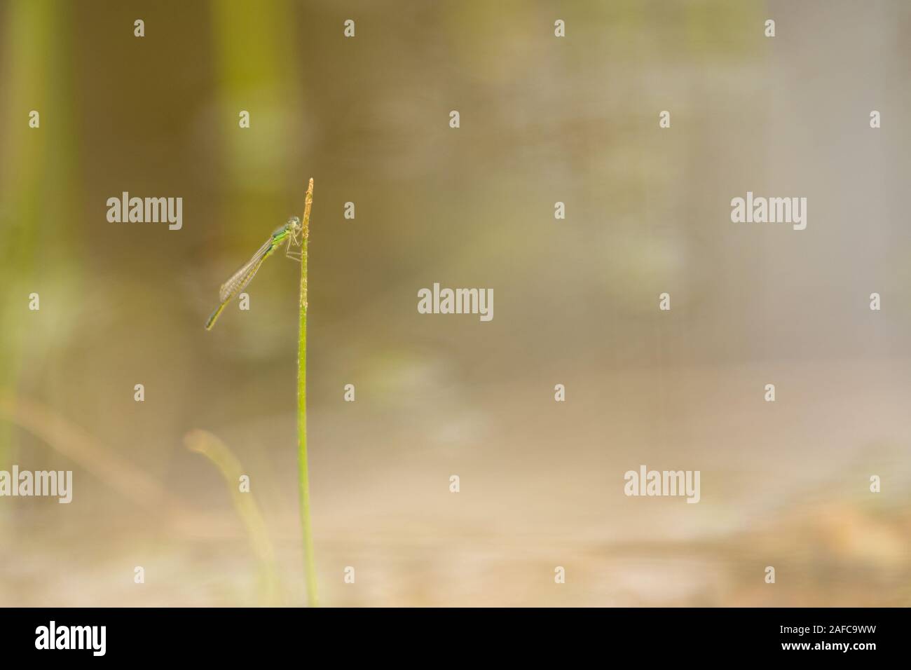Small dragonfly on a reed grass blade Stock Photo - Alamy