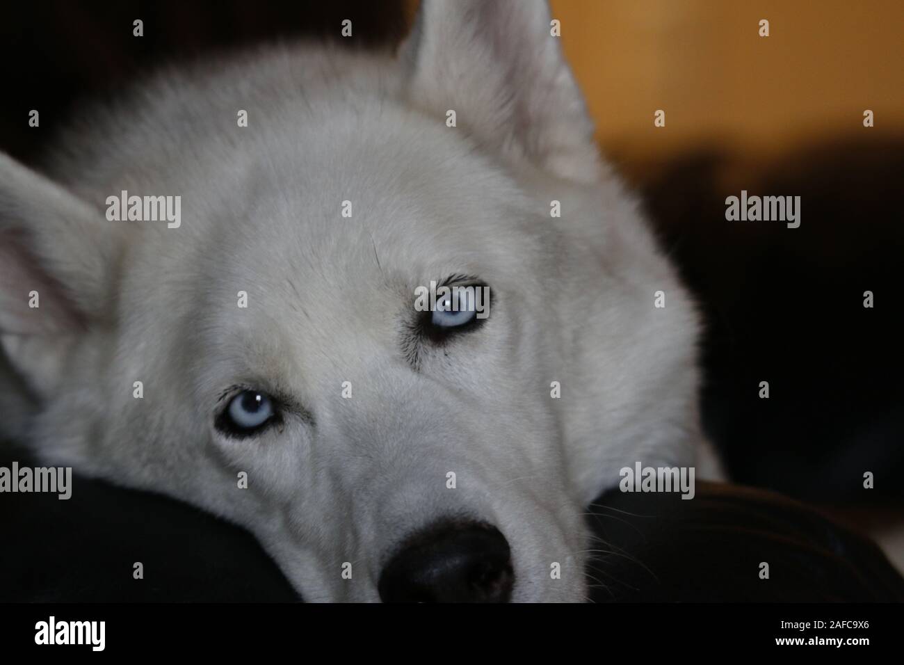 Siberian husky dog isolated on gray. Portrait confused funny sled-dog ...