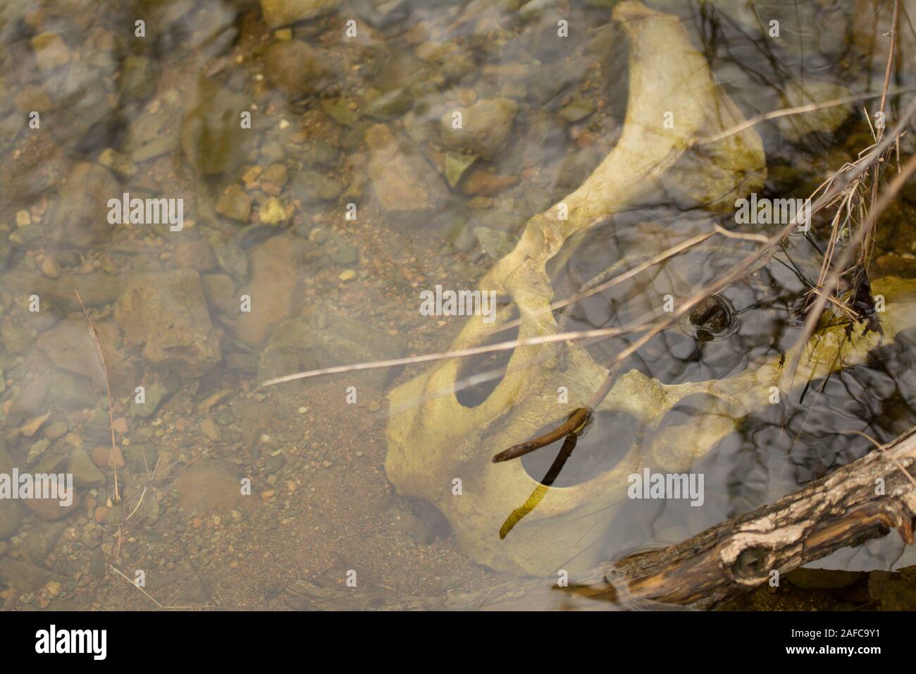 Animal pelvic hip bone underwater Stock Photo - Alamy