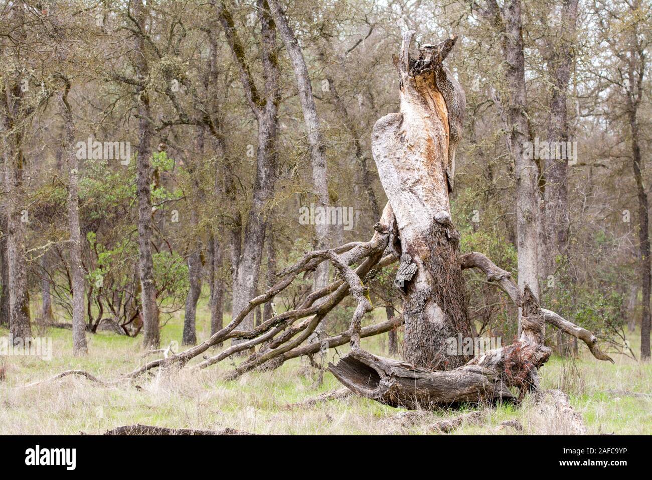 Large oak tree broken and twisted dead Stock Photo - Alamy