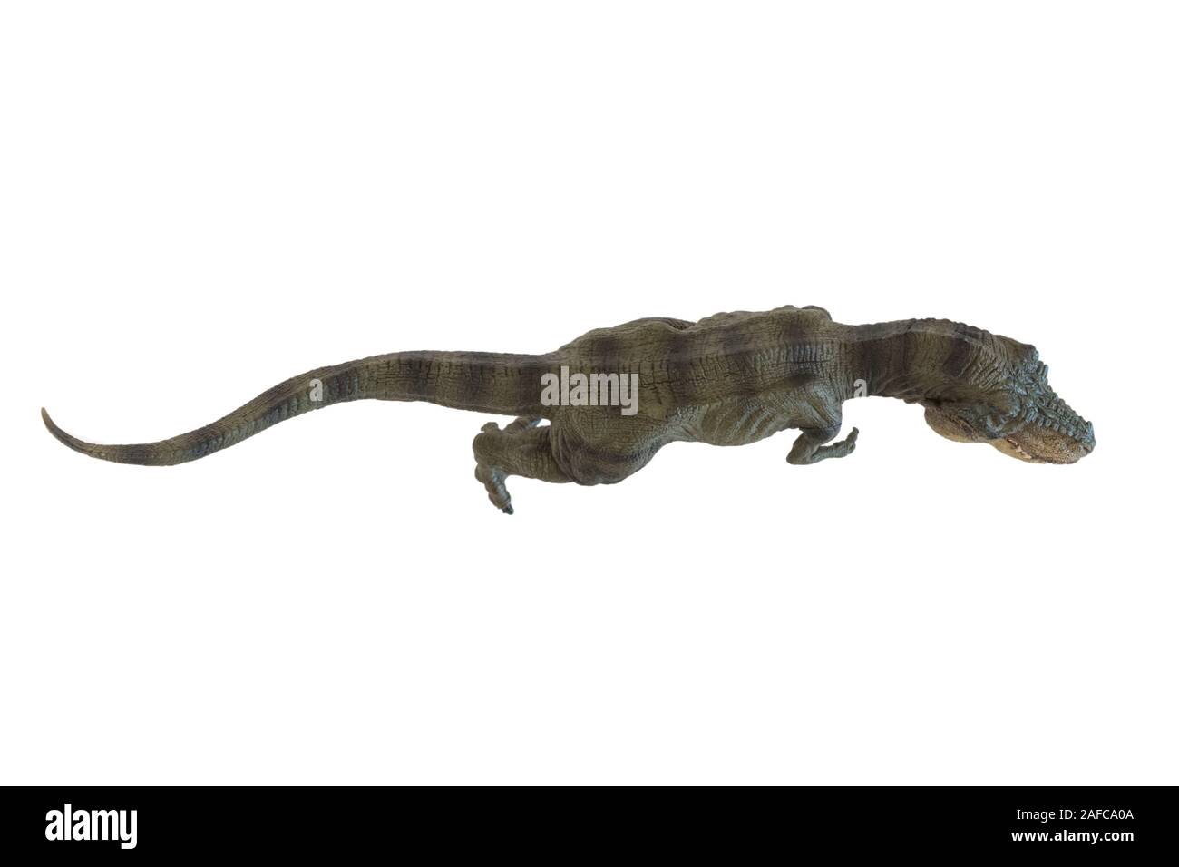 Tyrannosaurus rex isolated on white background in top view Stock Photo ...