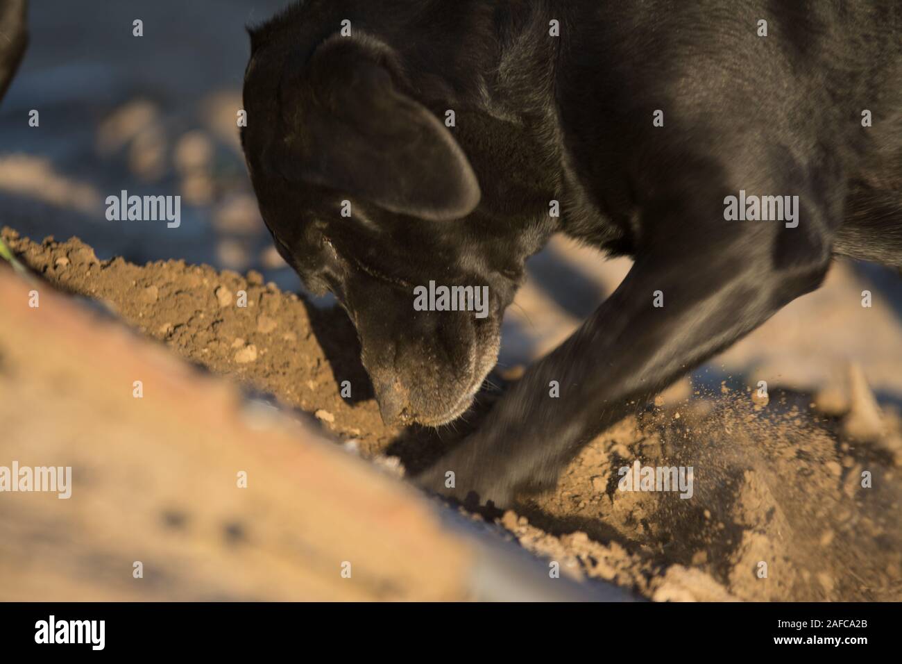 Black labrador retriever dog digging a hole Stock Photo - Alamy