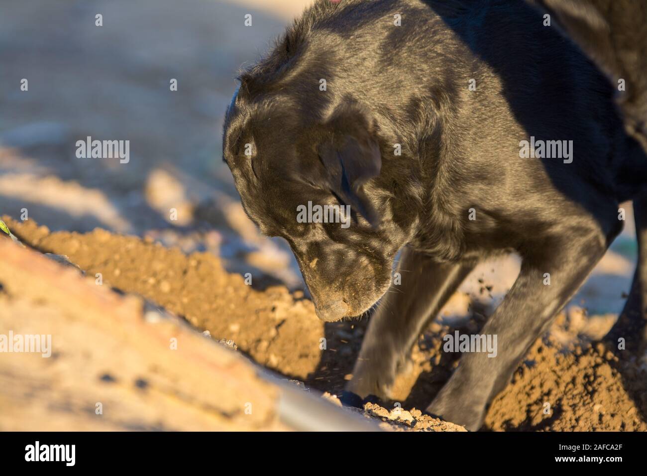 Black labrador retriever dog digging a hole Stock Photo - Alamy