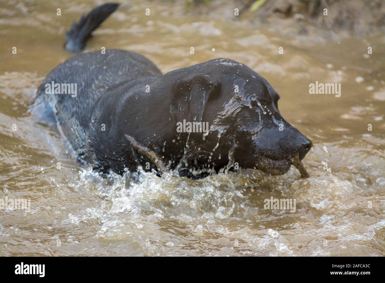 Black labrador retriever dog swimming chasing stick Stock Photo - Alamy