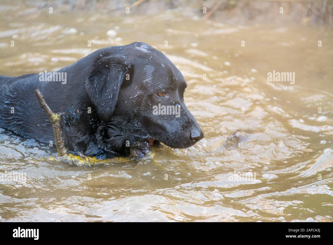 Chasing stick hi-res stock photography and images - Alamy