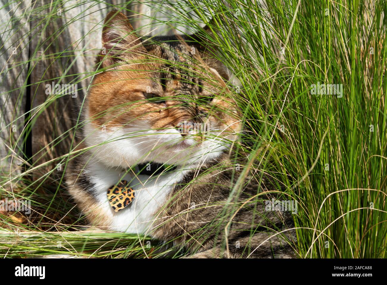 Pretty cat hiding behind hi-res stock photography and images - Alamy