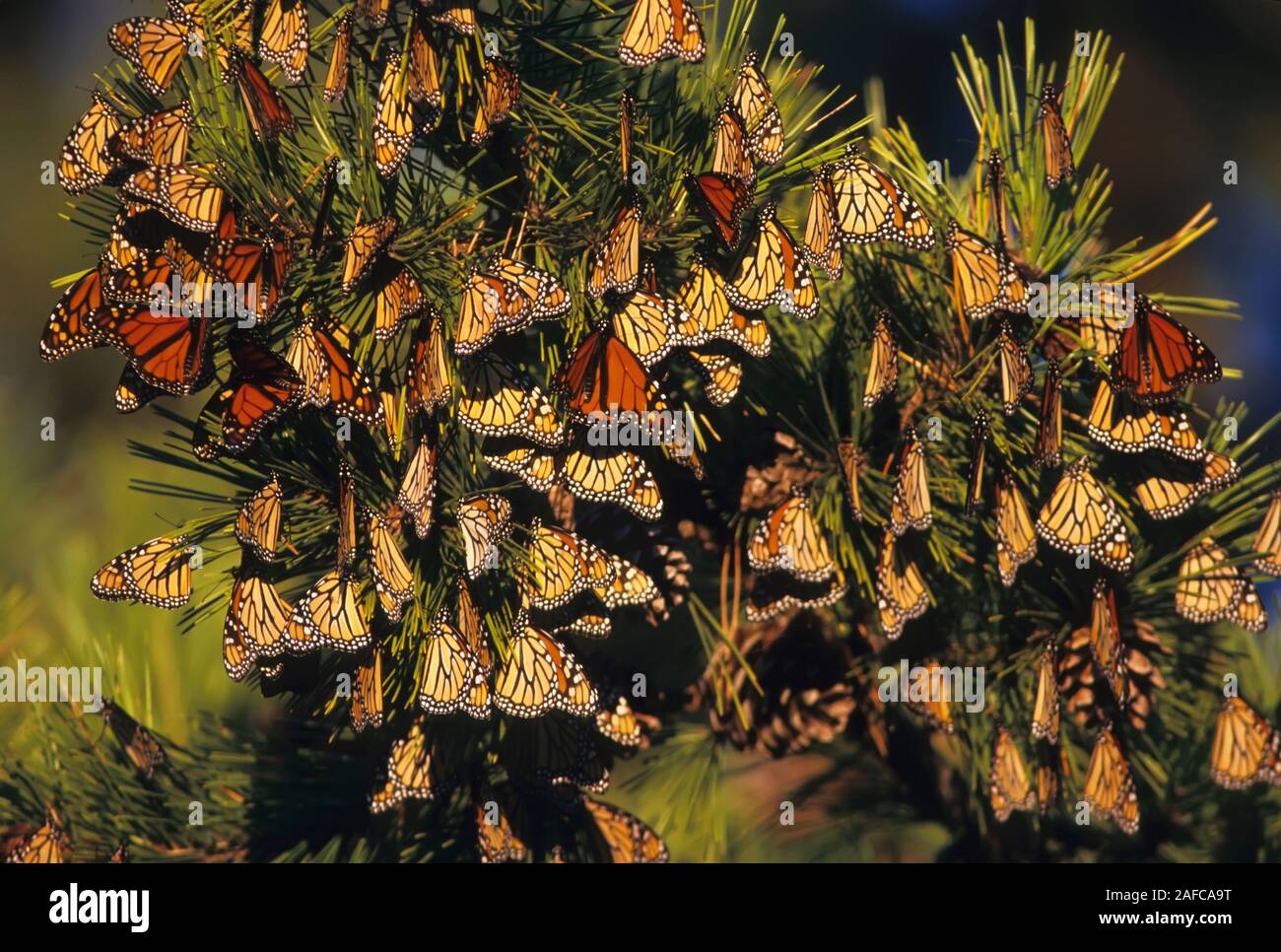 Monarch butterfly during autumn migration Stock Photo - Alamy