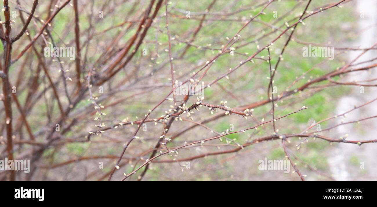 Spring photo of bushes with buds that began to bloom. Bushes in the ...