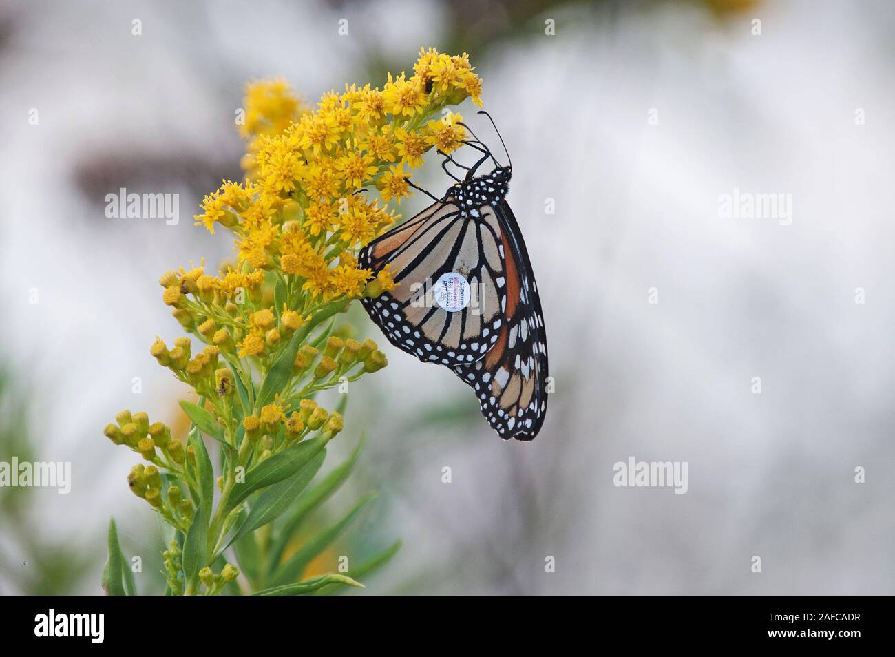 Tagging hi-res stock photography and images - Alamy