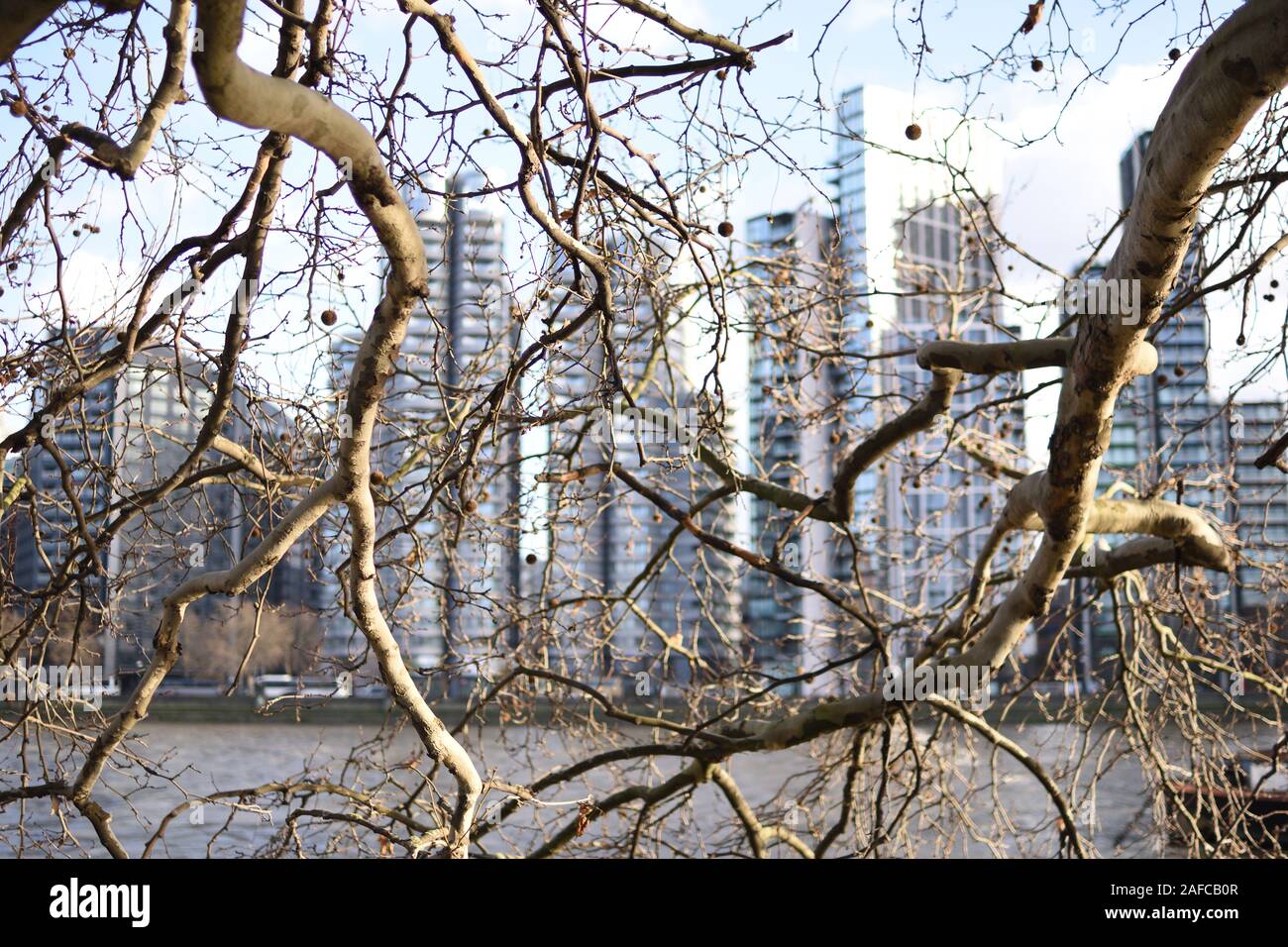 London UK Dec 12 2019 - Leafless tree branches as foreground to new ...