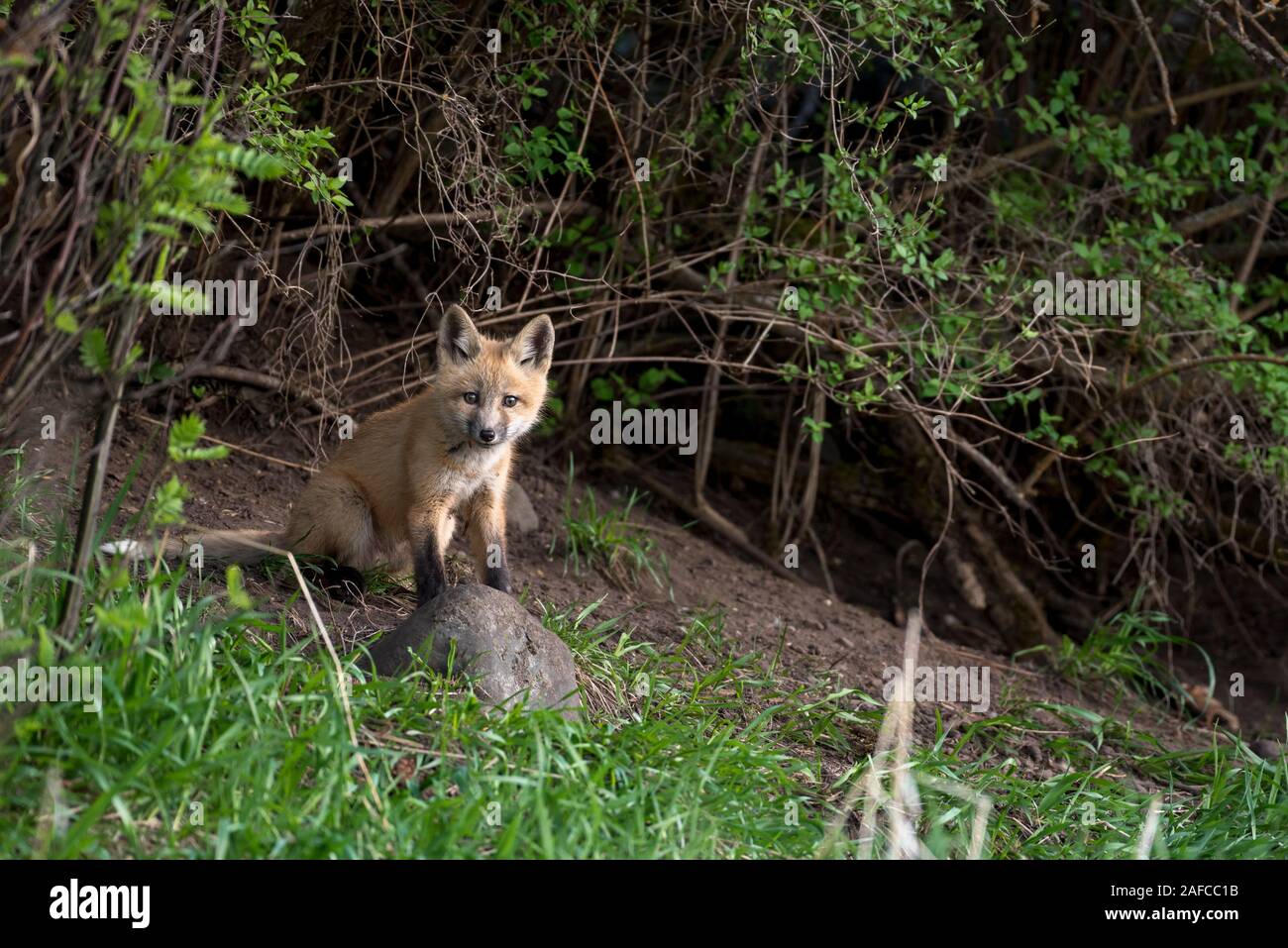 Red fox, Iwetemlaykin State Heritage Site, Oregon Stock Photo - Alamy