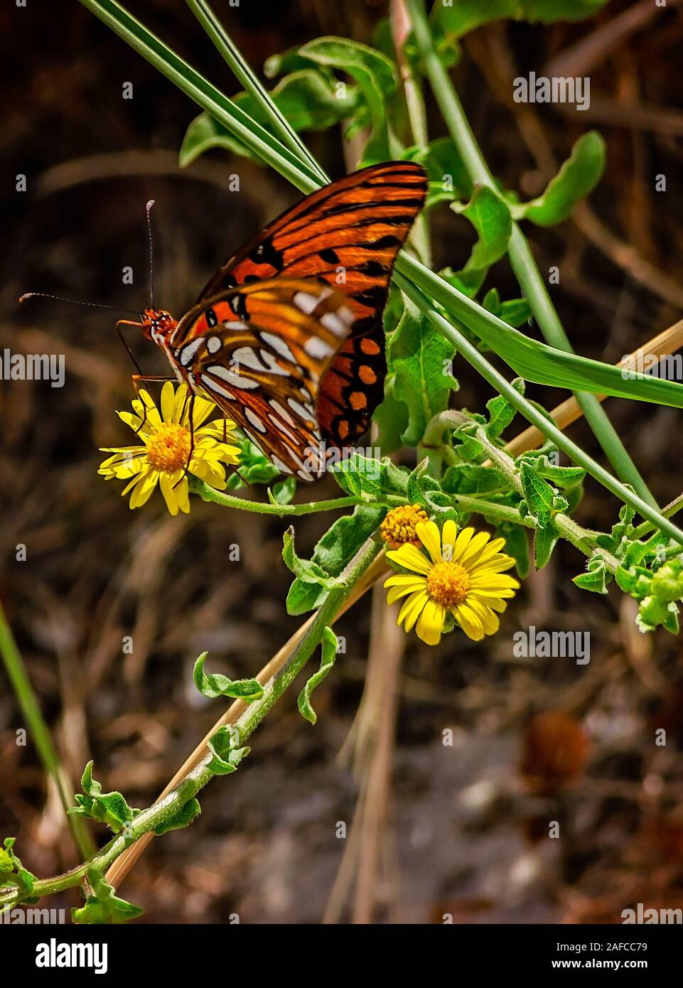 A Gulf fritillary butterfly (Agraulis vanillae) feeds on yellow flowers ...