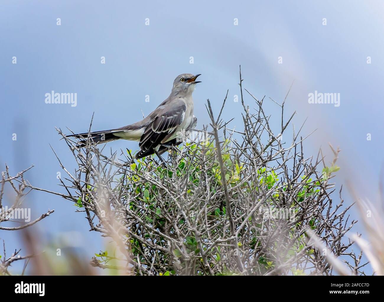 Pitirre hi-res stock photography and images - Alamy