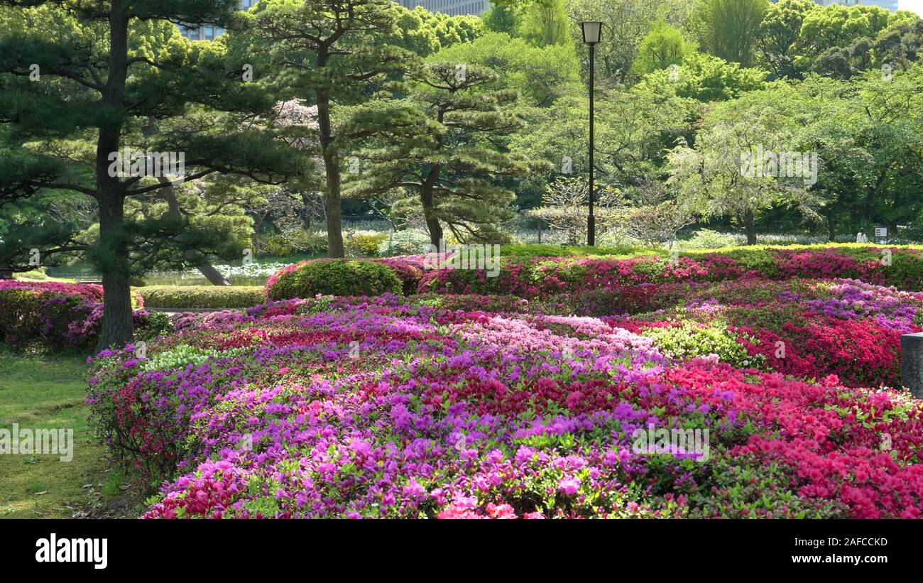 colorful azaleas beds at the imperial palace in tokyo Stock Photo - Alamy