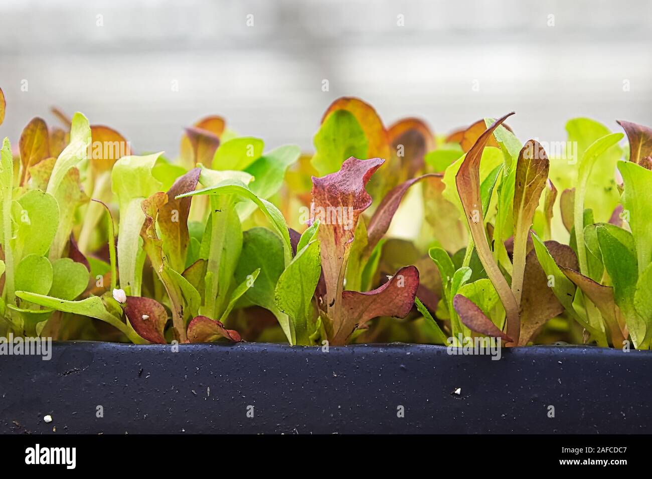 Side view of young lettuce growing in a tray Stock Photo - Alamy