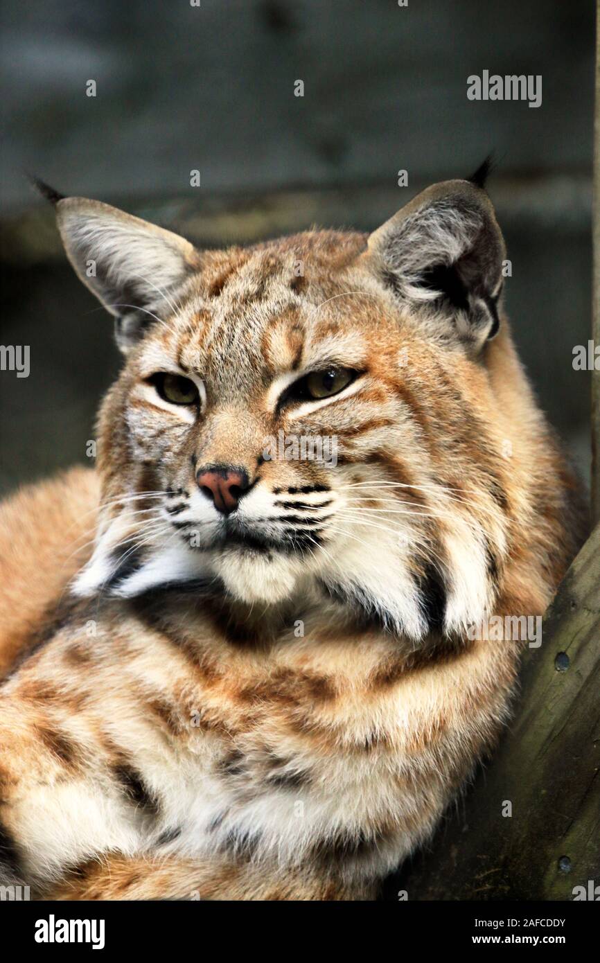 Bobcat north america hi-res stock photography and images - Alamy