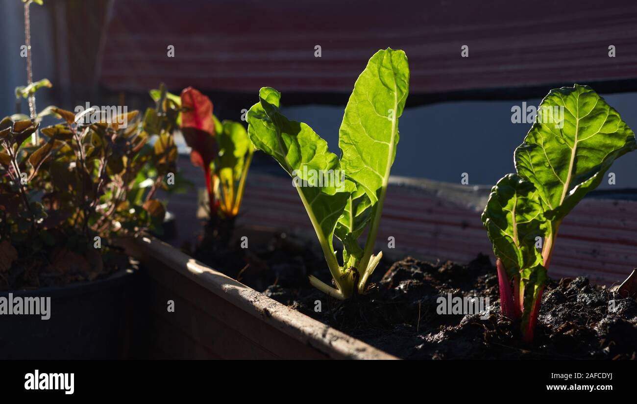 The colorful Swiss Chard leaves in the bright light of morning Stock ...