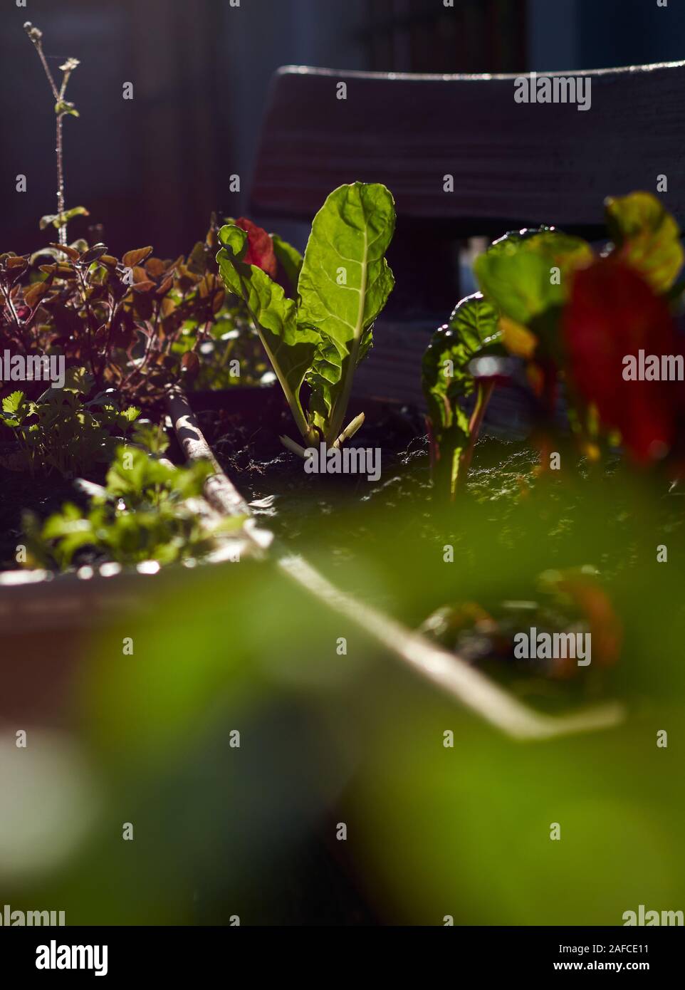 The colorful Swiss Chard leaves in the bright light of morning Stock ...