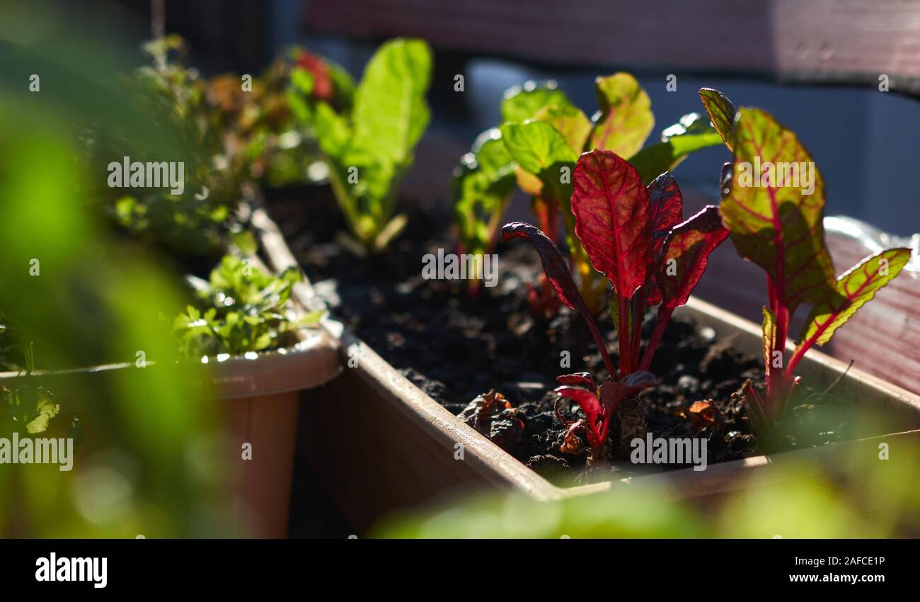 The colorful Swiss Chard leaves in the bright light of morning Stock ...