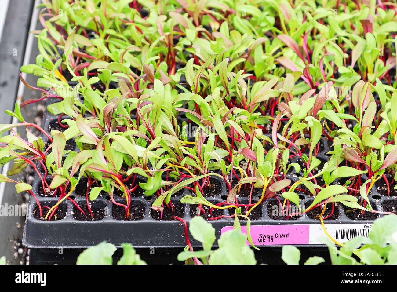 A tray of swiss chard microgreens sprouting Stock Photo - Alamy
