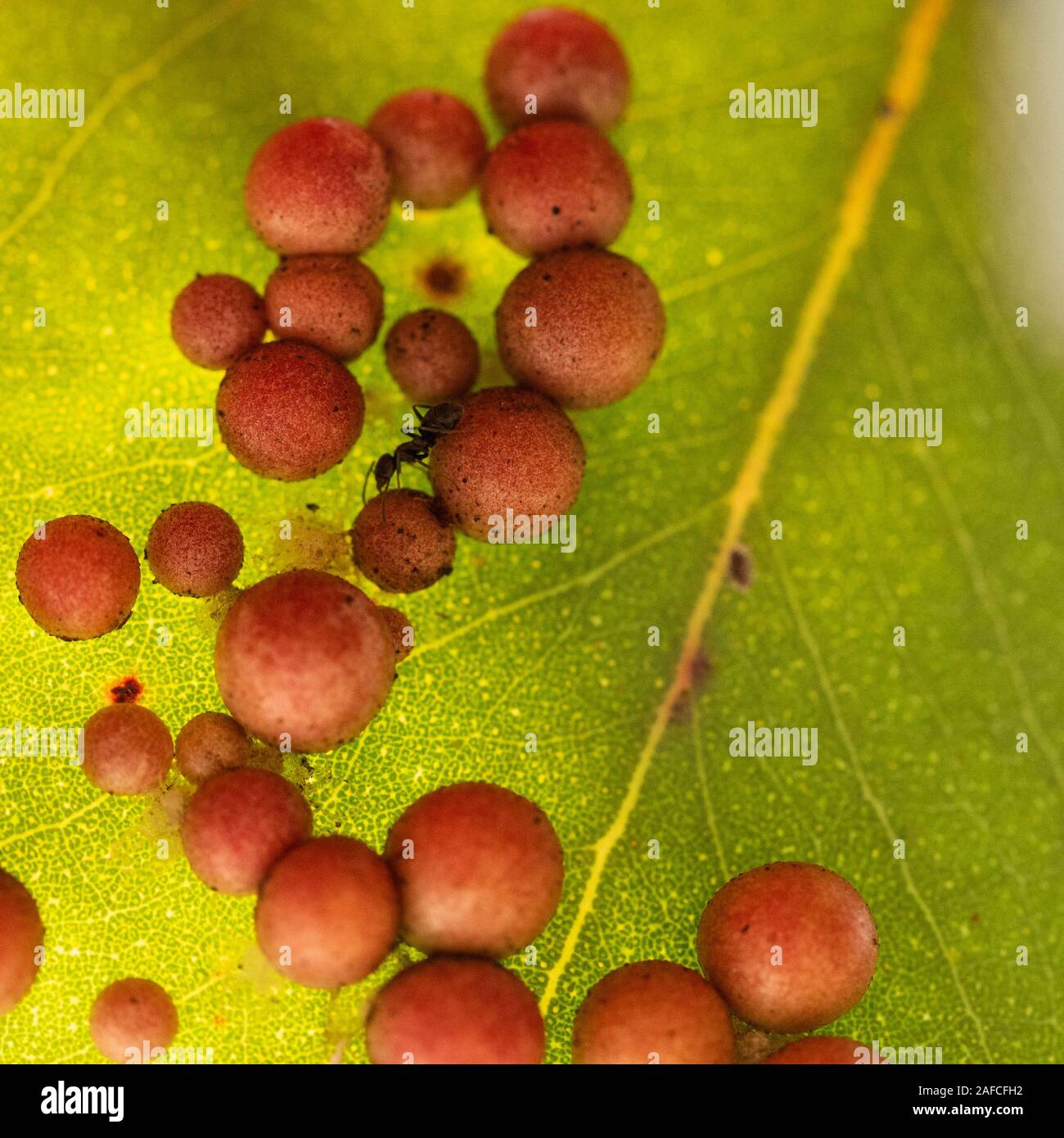 A gall forming psyllid (Schedotrioza sp. (genus)) on a gum leaf at ANU ...