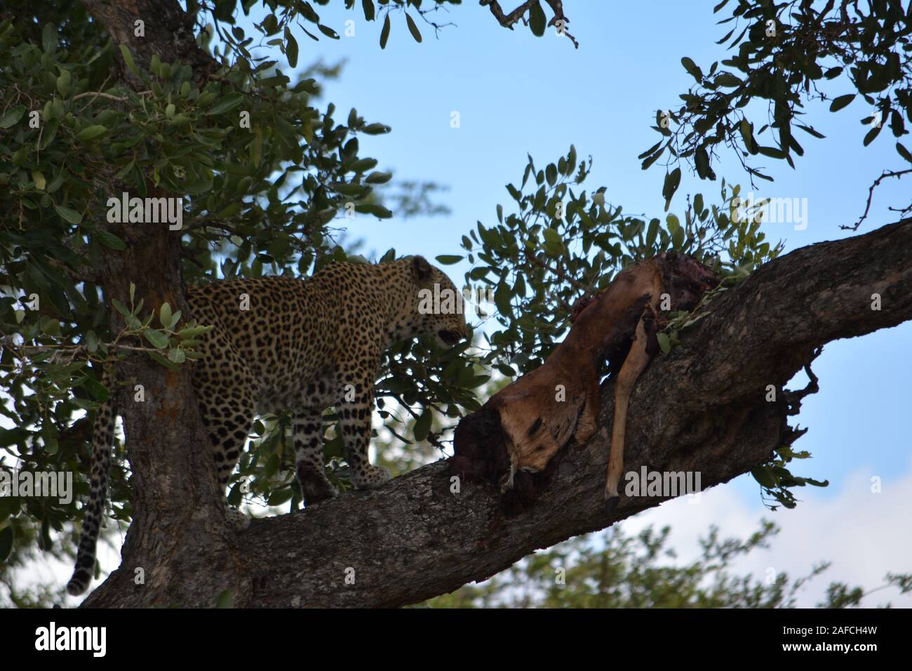 Leopard - Kruger Park Stock Photo - Alamy