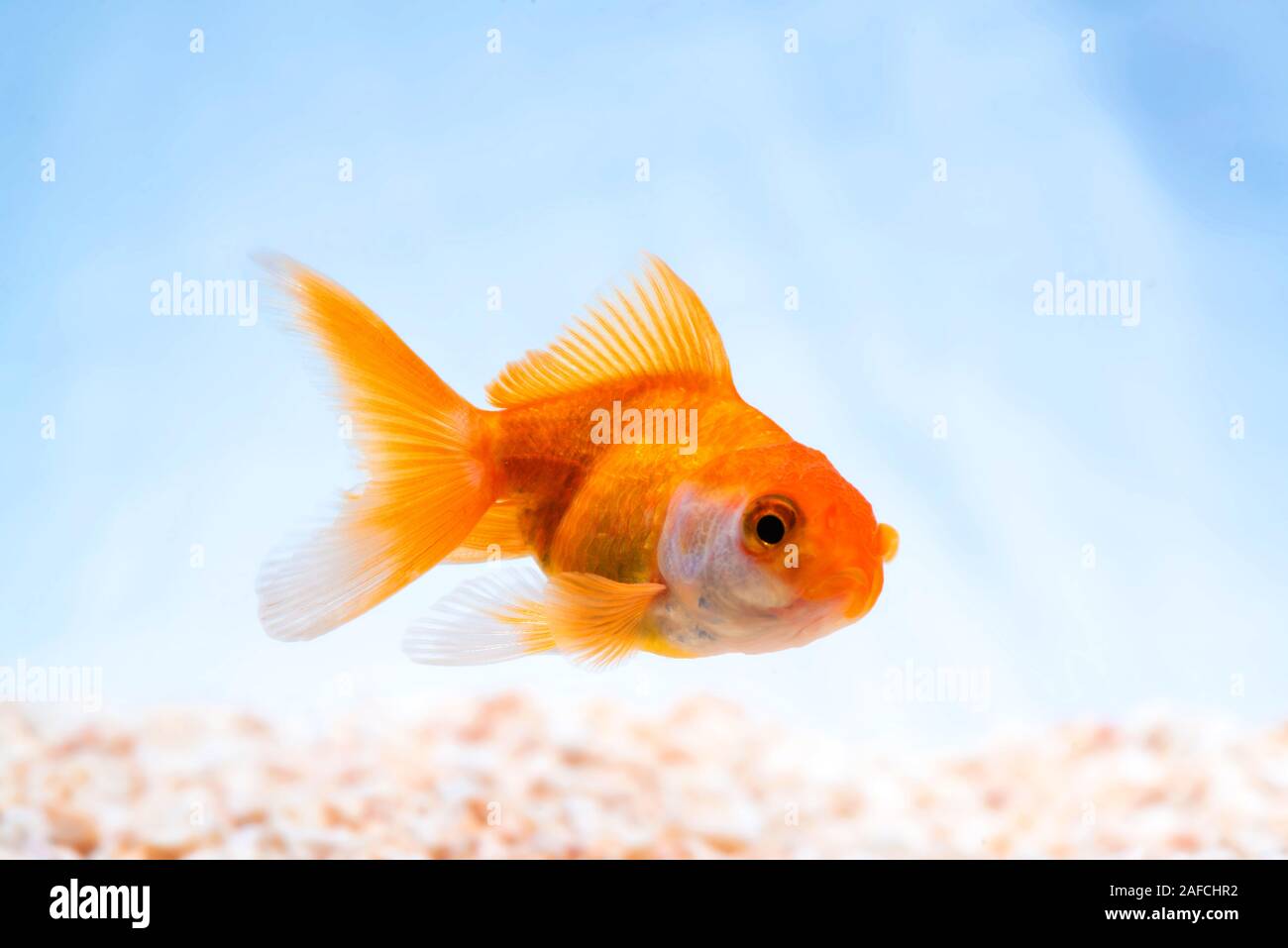 Gold fish or goldfish floating swimming underwater in fresh aquarium ...
